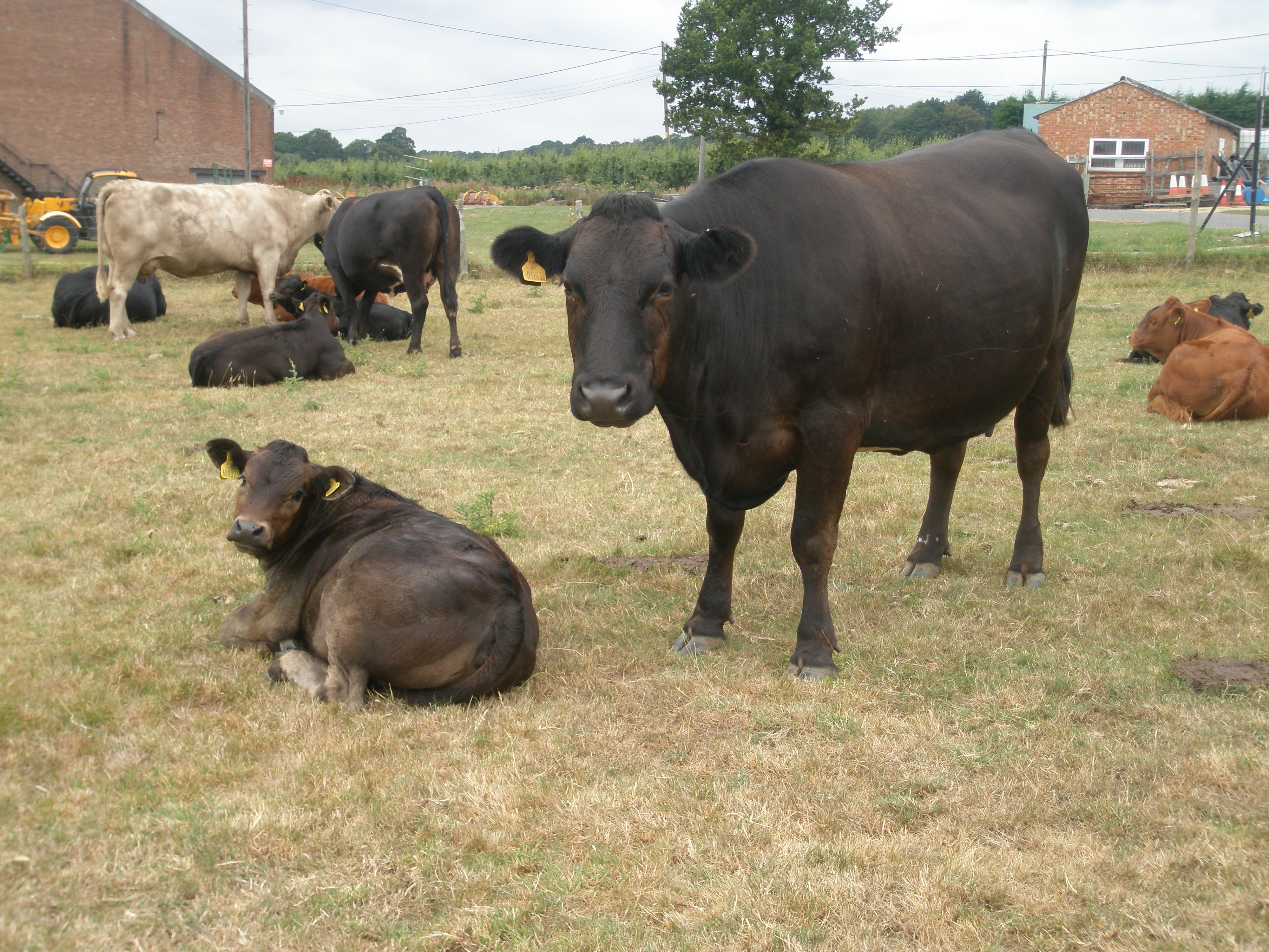 Spelmonden Estate – South East, England
